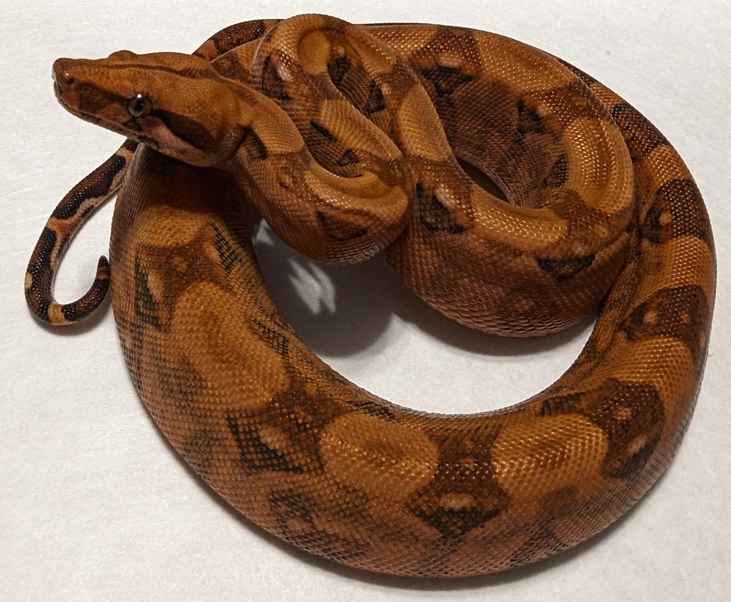 Berry Blood 66% Het Kahl 66% Het Leopard Boa Constrictor by Wicked ...