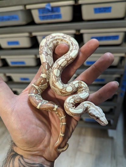 Vpi Raptor Boa Constrictor by Wicked Scoria