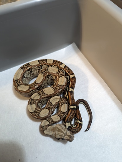 Super Raptor Boa Constrictor by Wicked Scoria LLC