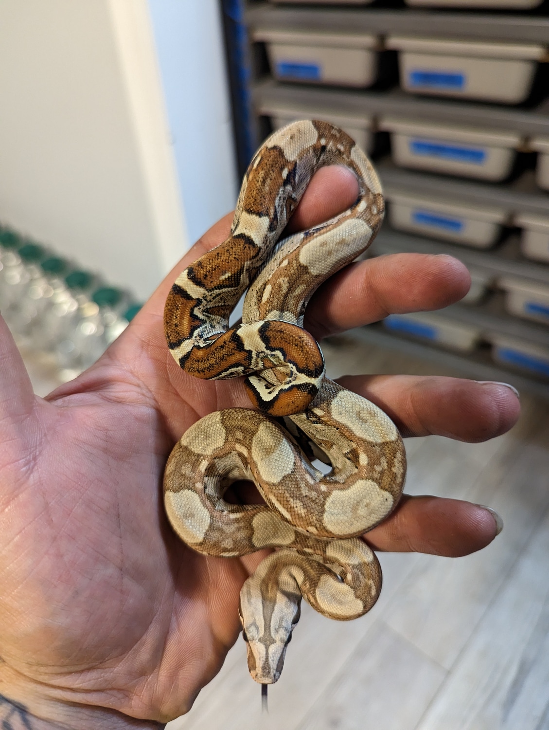 Raptor Boa Constrictor by Wicked Scoria - MorphMarket