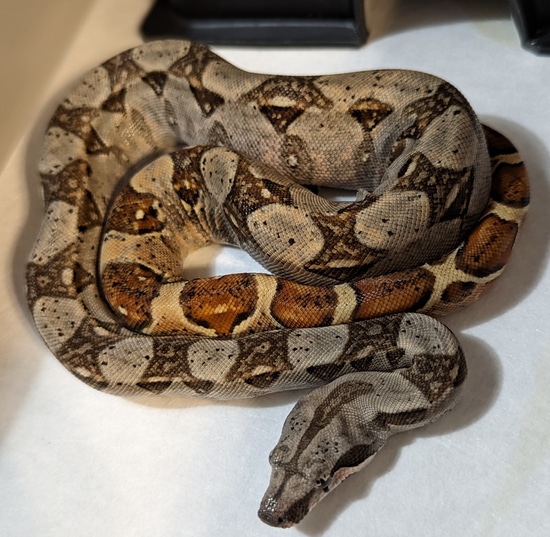 Normal Boa Constrictor 50% Het T by Wicked Scoria LLC