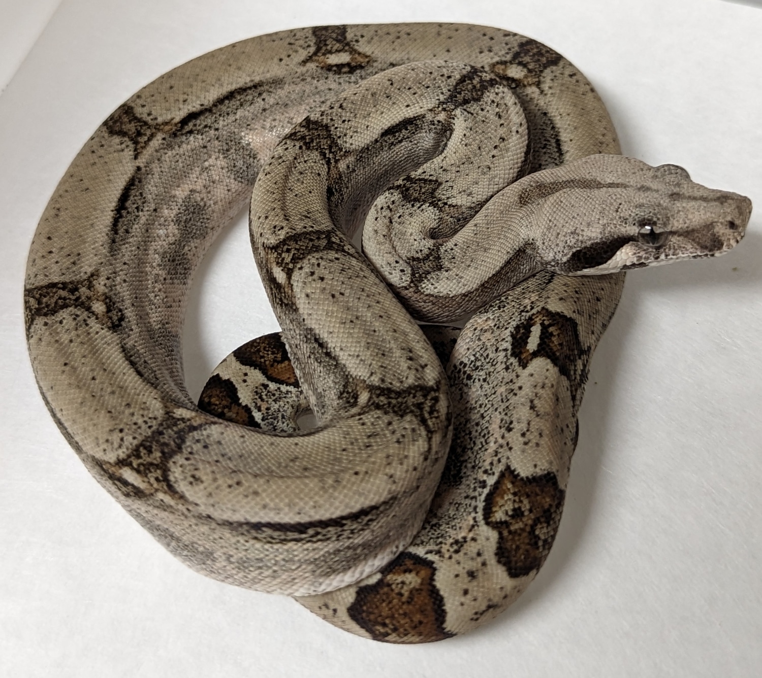 Fire Boa Constrictor by Wicked Scoria - MorphMarket