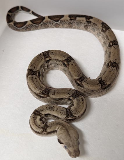 Fire Boa Constrictor by Wicked Scoria