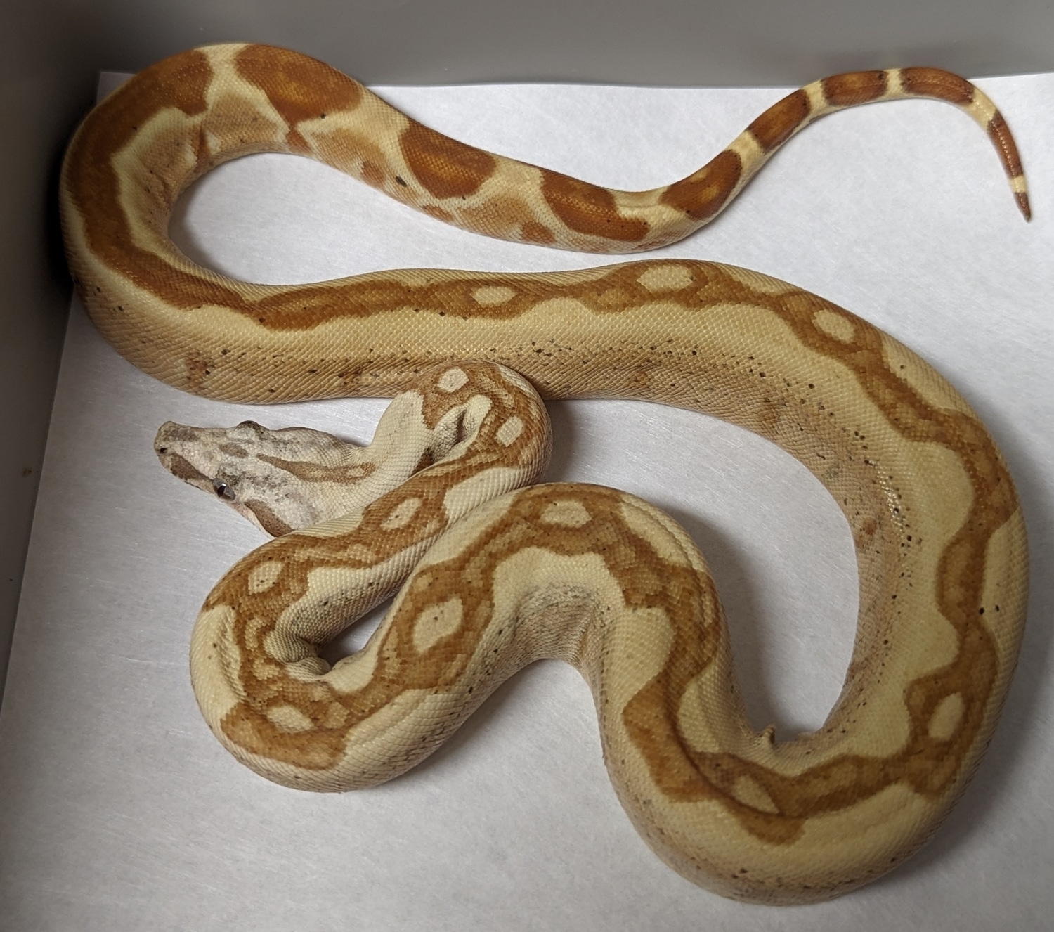 VPI Sunglow Jungle Boa Constrictor by Wicked Scoria - MorphMarket