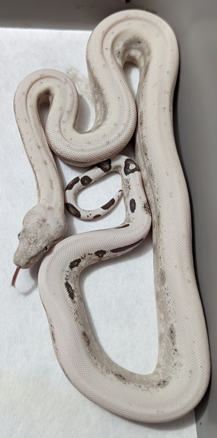 Arctic Scoria Boa Constrictor by Wicked Scoria - MorphMarket