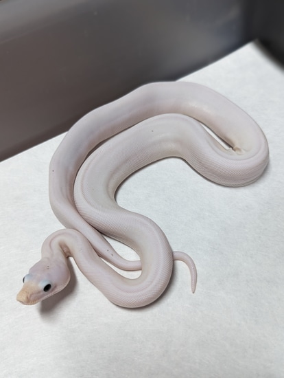 Super Fire Pos IMG , Hypo , Kahl Boa Constrictor by Wicked Scoria