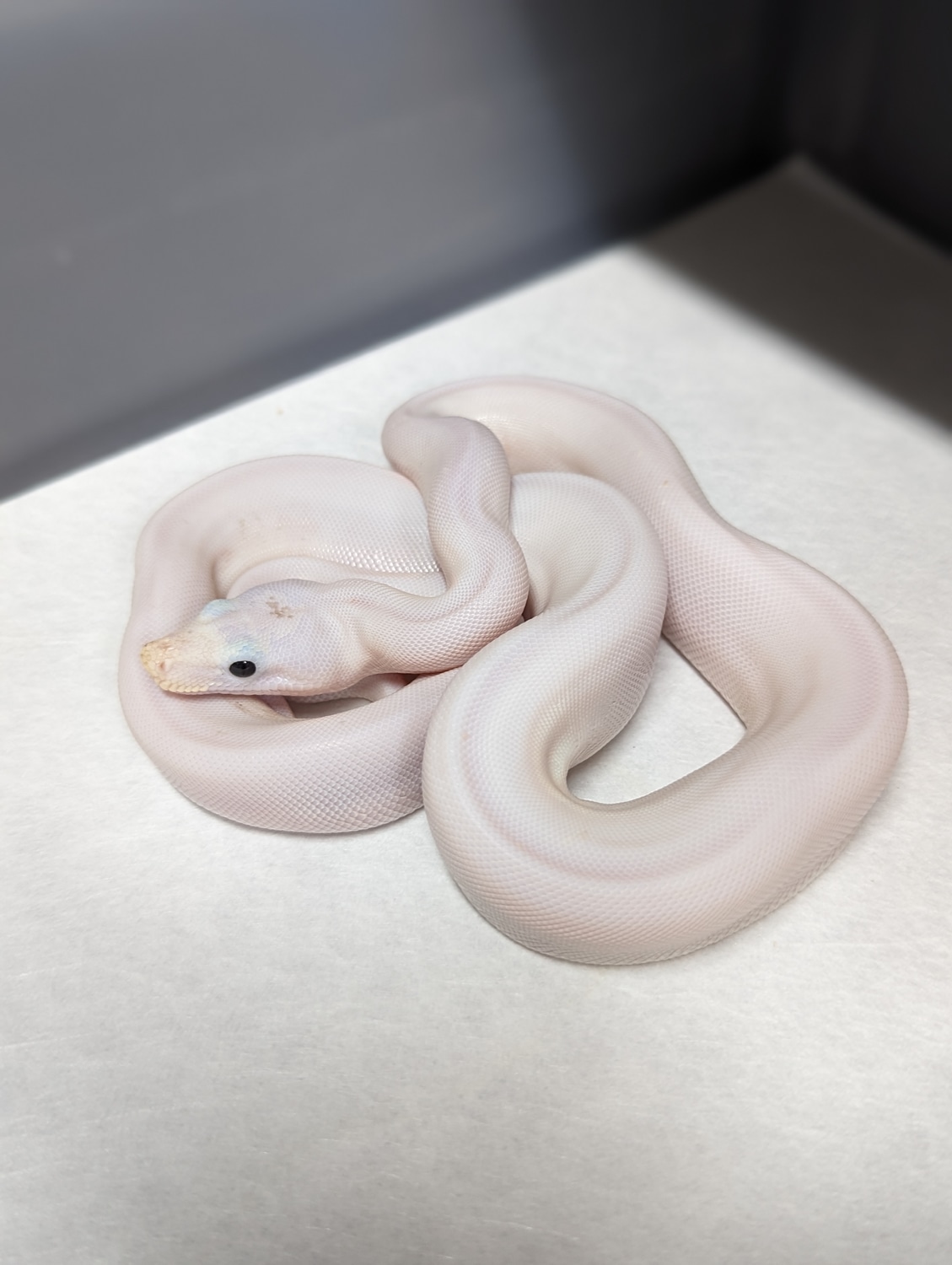 Super Fire Pos IMG , Hypo , Kahl Boa Constrictor by Wicked Scoria ...