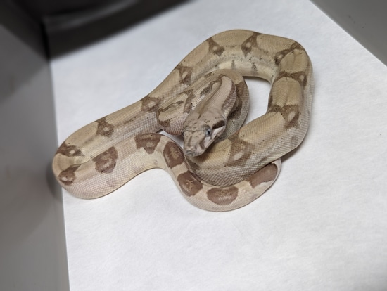 Ghost Fire Het Sharp Albino Boa Constrictor by Wicked Scoria