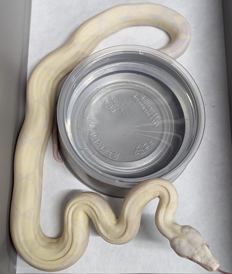 Snowglow Fire Boa Constrictor by Wicked Scoria