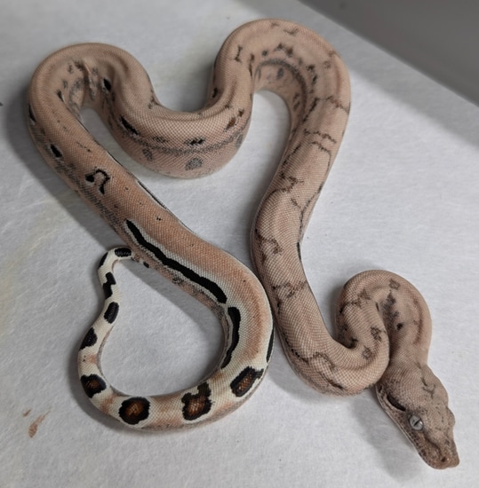 SCORIA Boa Constrictor by Wicked Scoria LLC