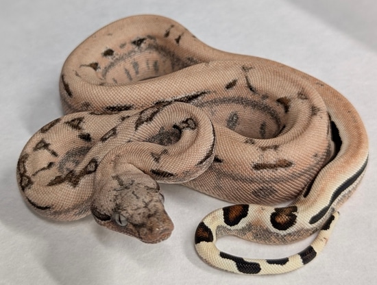 SCORIA Boa Constrictor by Wicked Scoria LLC