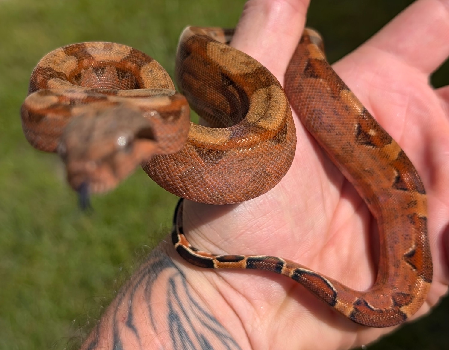 AMBER MANDARIN BELLY RAPTOR 100% DH VPI BLOOD