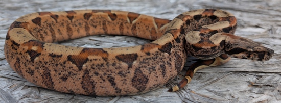 Hypo IMG Kubsch Pastel Raptor Boa Constrictor by Wicked Scoria LLC