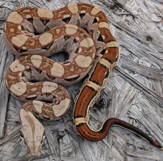 Raptor 66% Silver Bullet Boa Constrictor by Wicked Scoria LLC