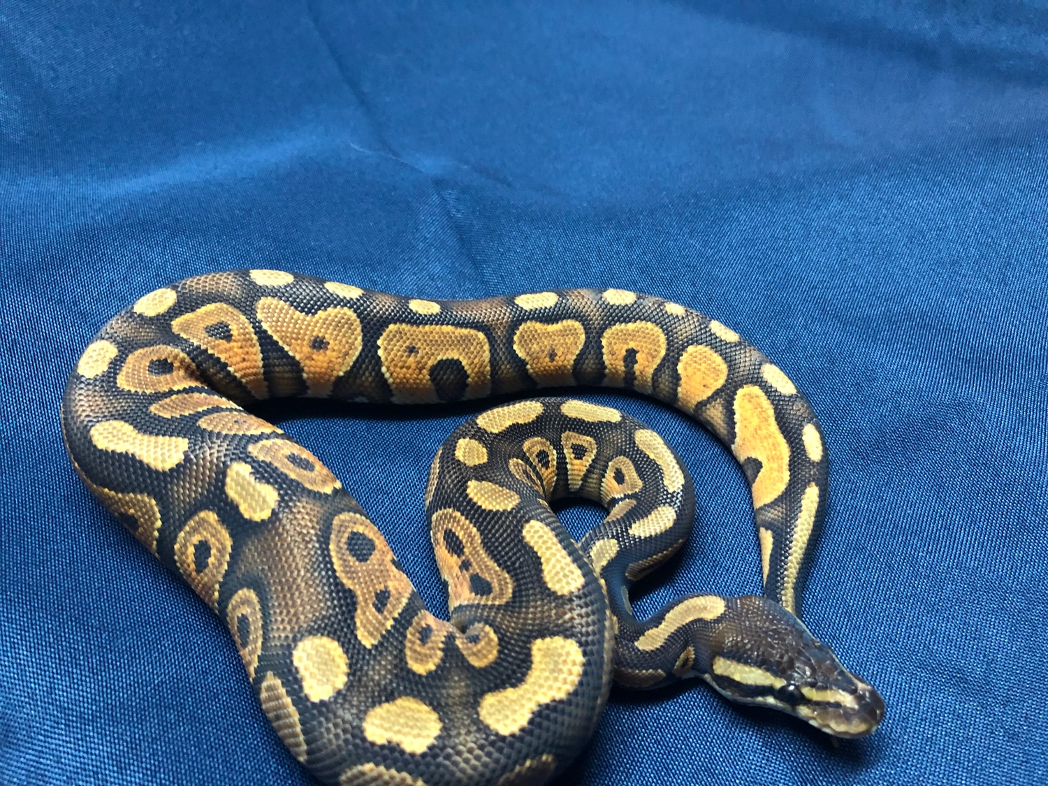 Orange Dream Cinnamon Ball Python by DJ's Reptile Hut - MorphMarket