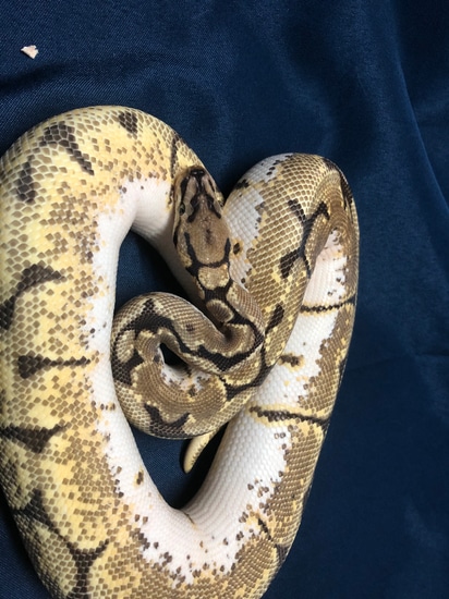 Orange Dream Jungle Woma Spider Ball Python by DJ's Reptile Hut