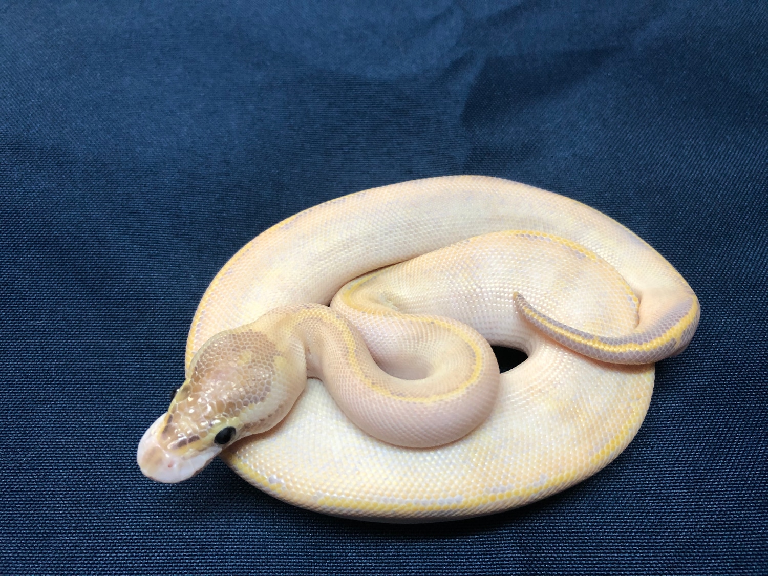 Ivory Ball Python by DJ's Reptile Hut - MorphMarket