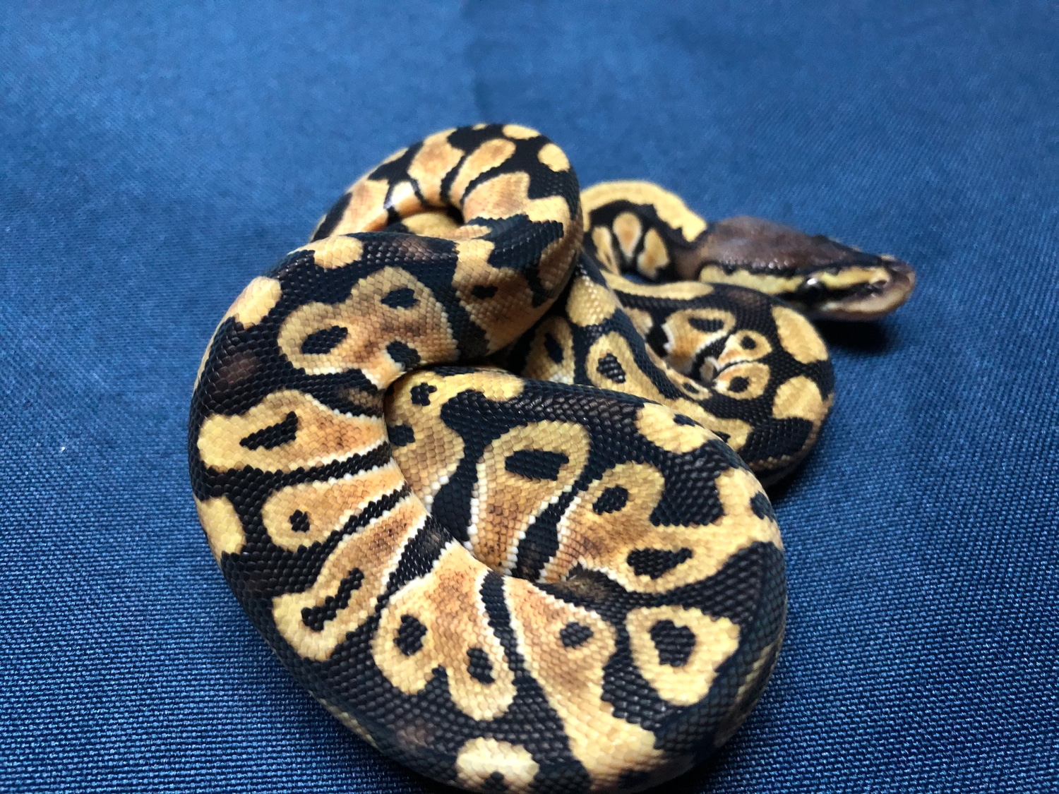 Pastel 50% Het Clown Ball Python by DJ's Reptile Hut - MorphMarket