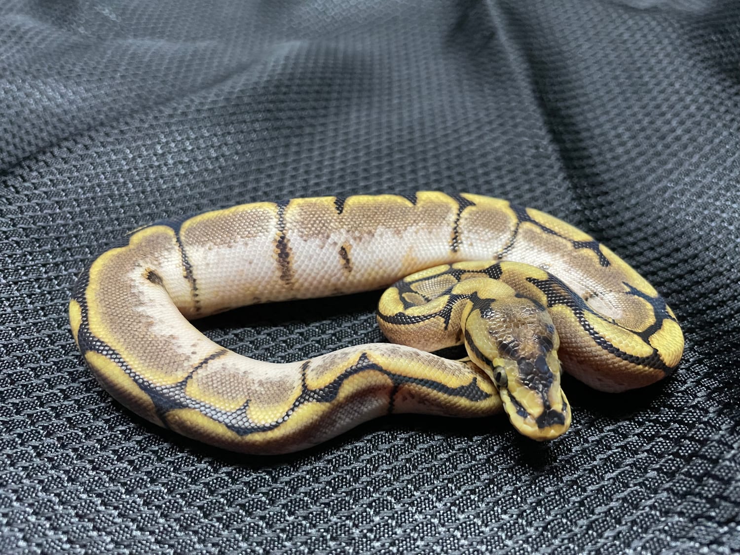 Spider Calico Yellowbelly Ball Python by DJ's Reptile Hut - MorphMarket