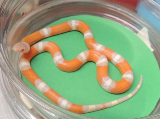 Albino Hypo Erythristic Sinaloan Sinaloan Milk Snake by Shores Enuff Snakes