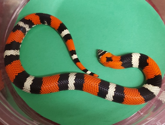 Tri-color Hognose Tri-Color Hognose by Shores Enuff Snakes