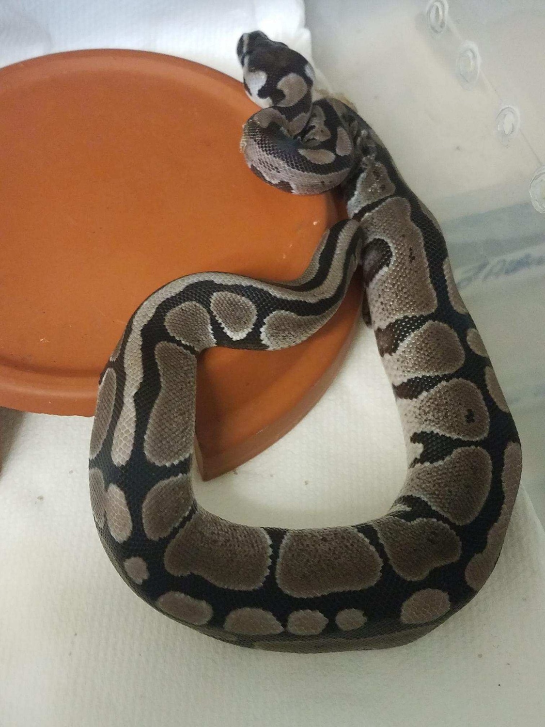 Vpi Axanthic Het Pied Ball Python by Shores Enuff Snakes - MorphMarket