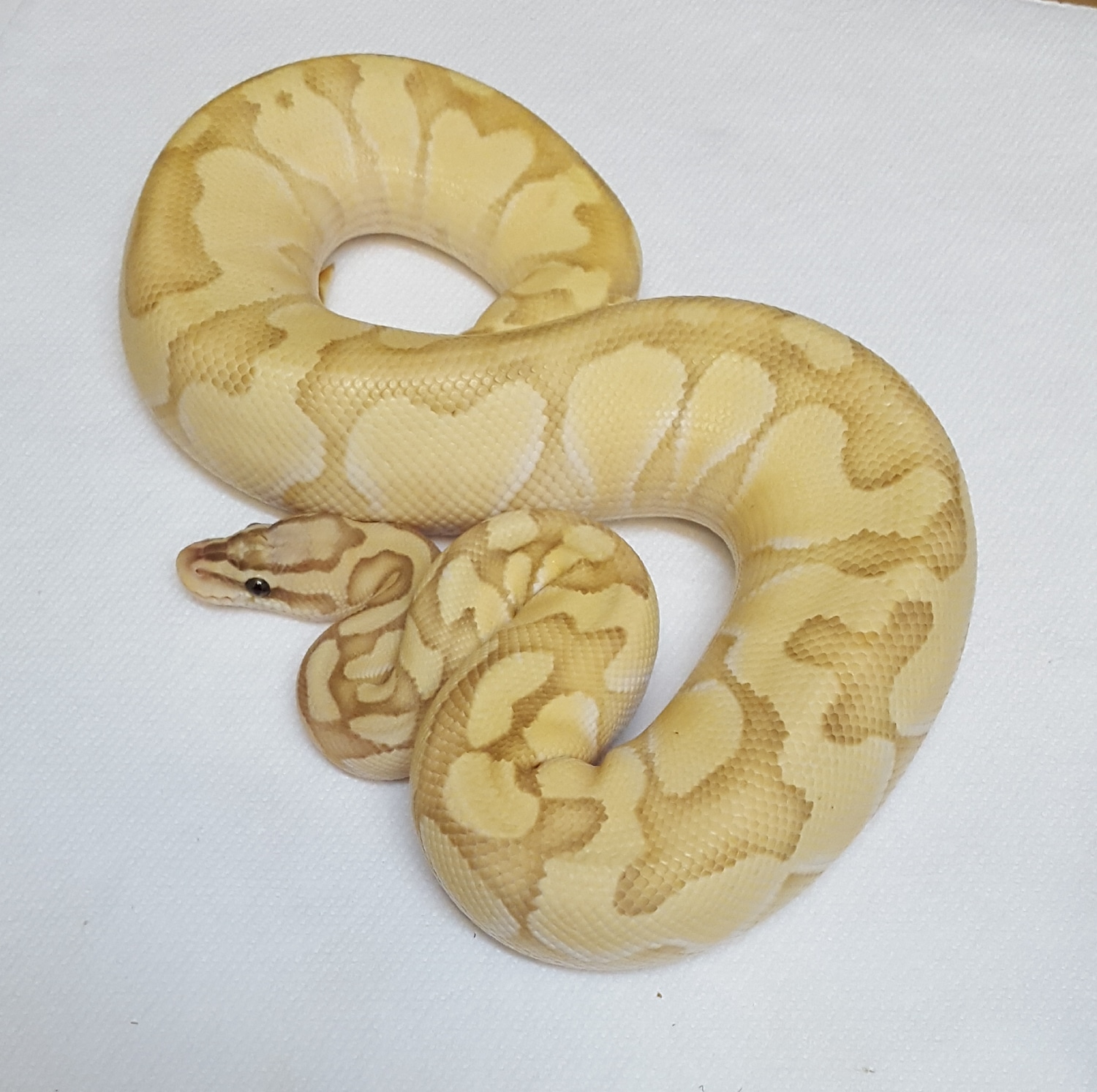 Pastel Banana Enchi Ball Python by Shores Enuff Snakes - MorphMarket