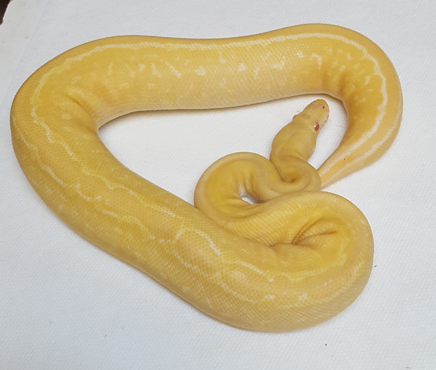 Albino Black Pastel Pinstripe Ball Python by Shores Enuff Snakes ...