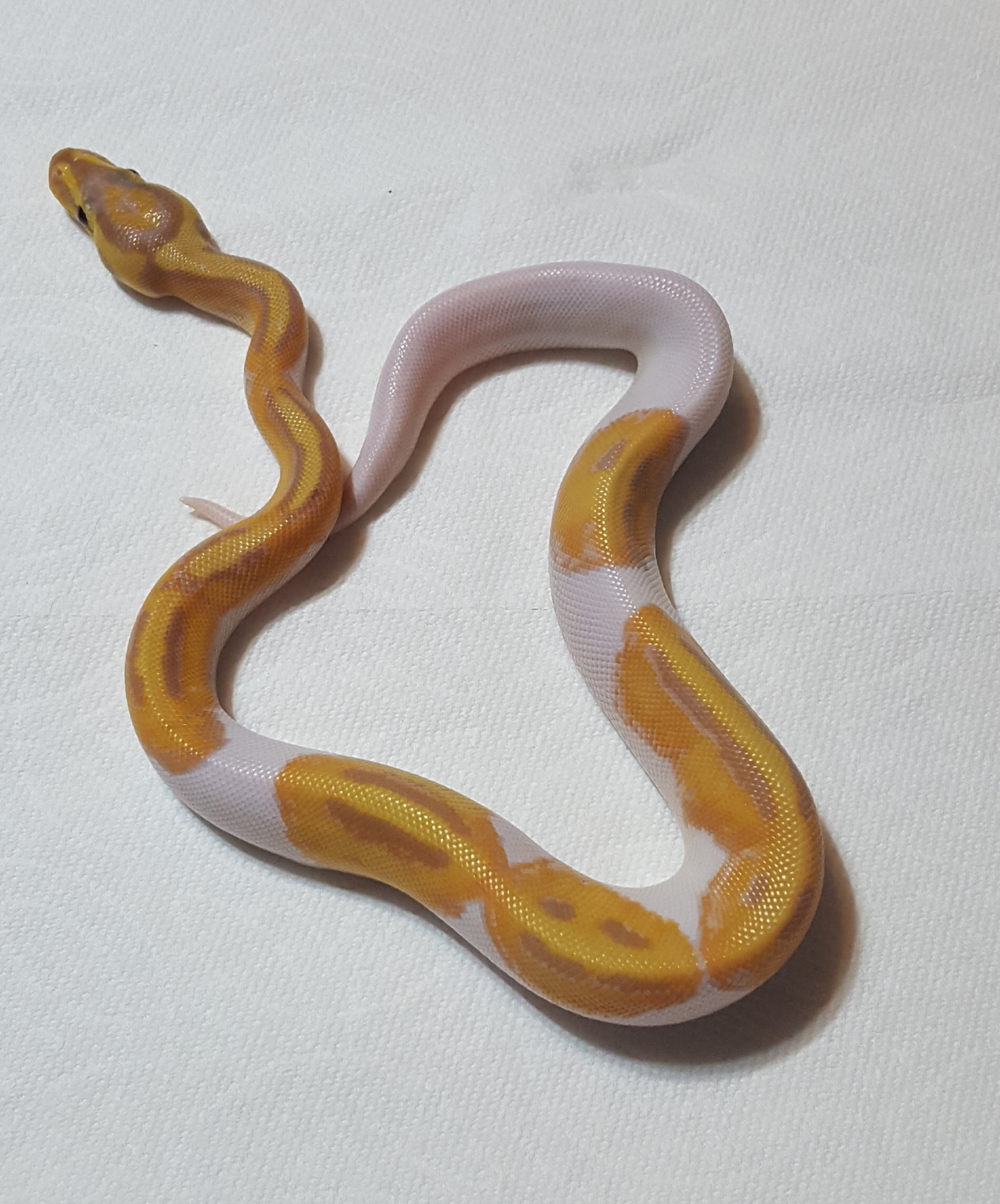 Banana Pied With Emoji Ball Python by Shores Enuff Snakes - MorphMarket