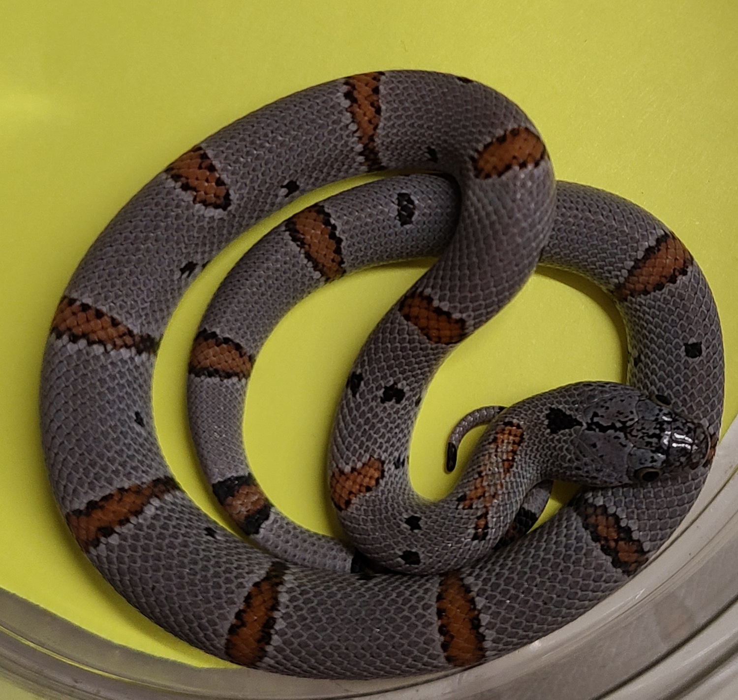 Grayband Gray-banded Kingsnake by Shores Enuff Snakes - MorphMarket