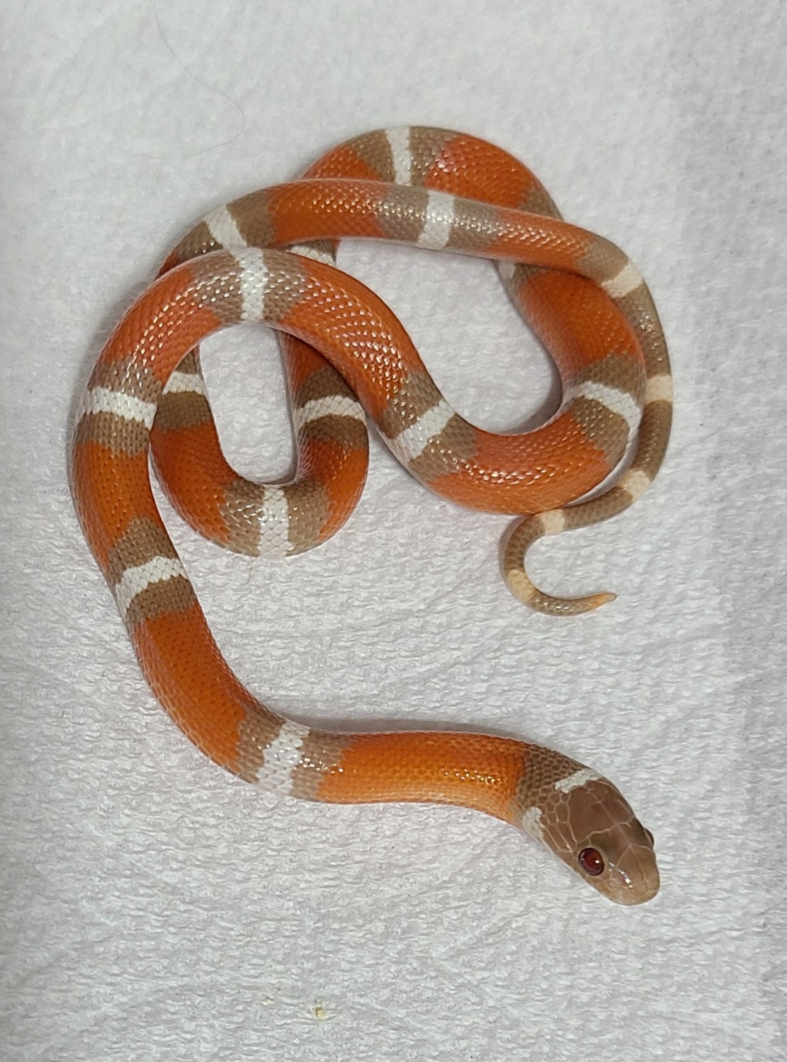 T+ Albino Het Hypo Erythristic Nelson's Milk Snake by Shores Enuff ...