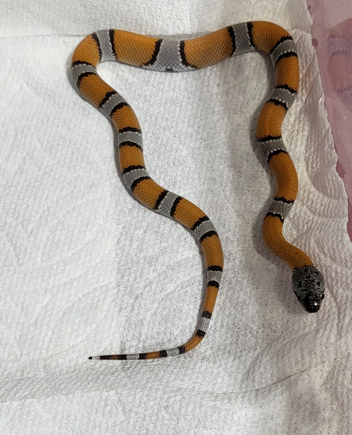 Grayband Gray-banded Kingsnake by Shores Enuff Snakes - MorphMarket