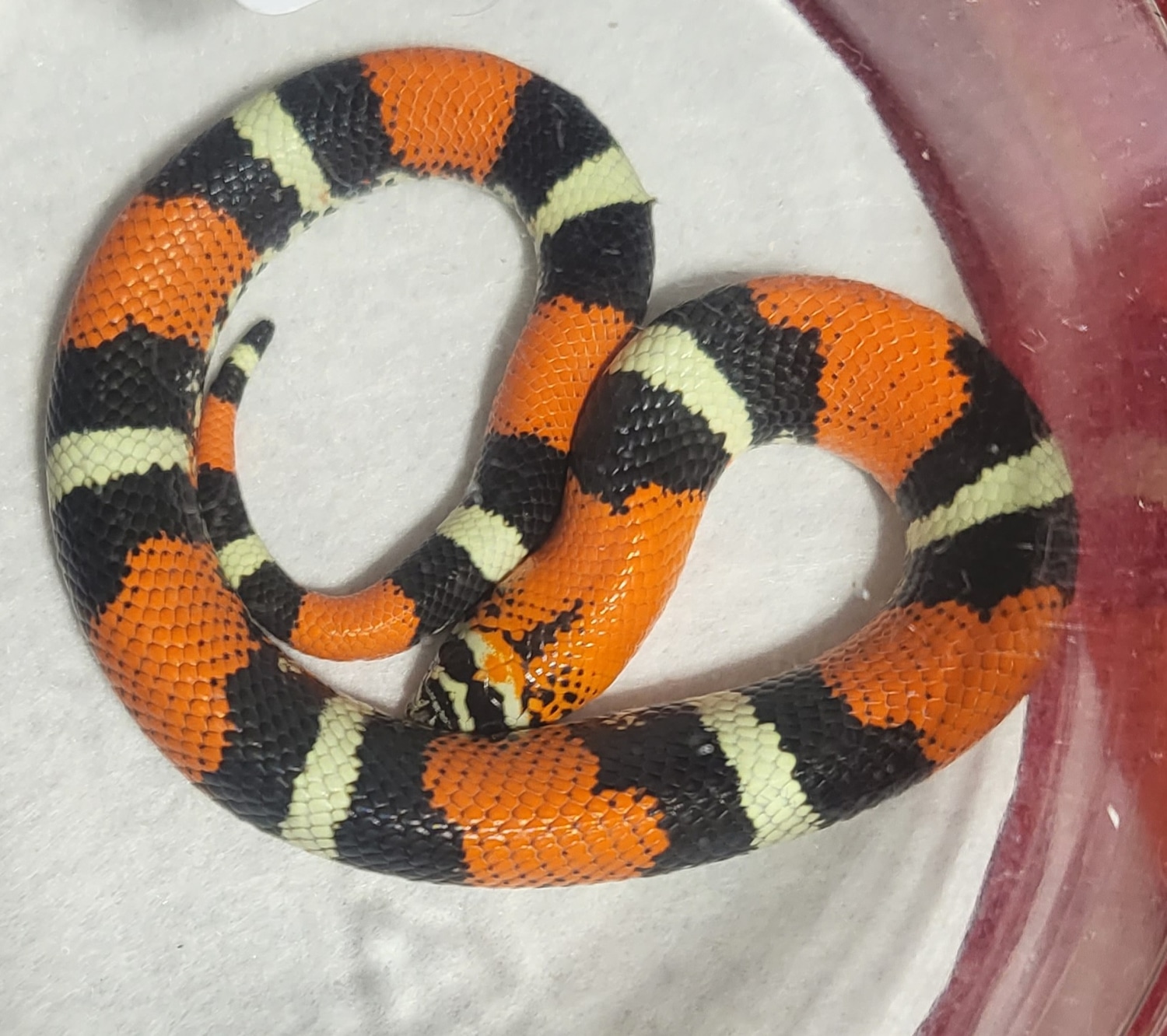 Tri-color Hognose by Shores Enuff Snakes - MorphMarket