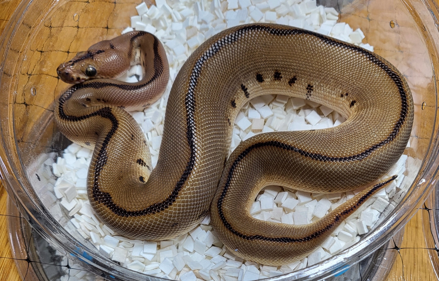 Super Blade Leopard Clown Ball Python by Shores Enuff Snakes - MorphMarket