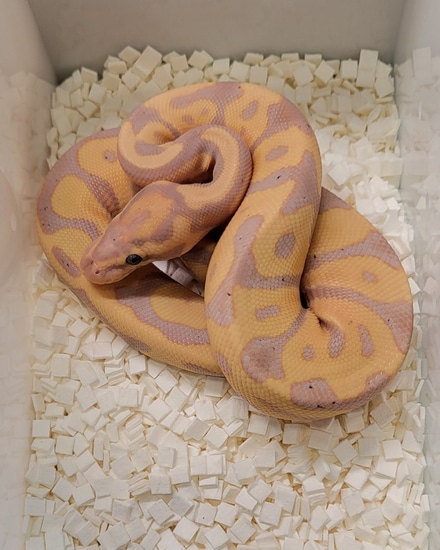 Banana Leopard Ball Python by Shores Enuff Snakes