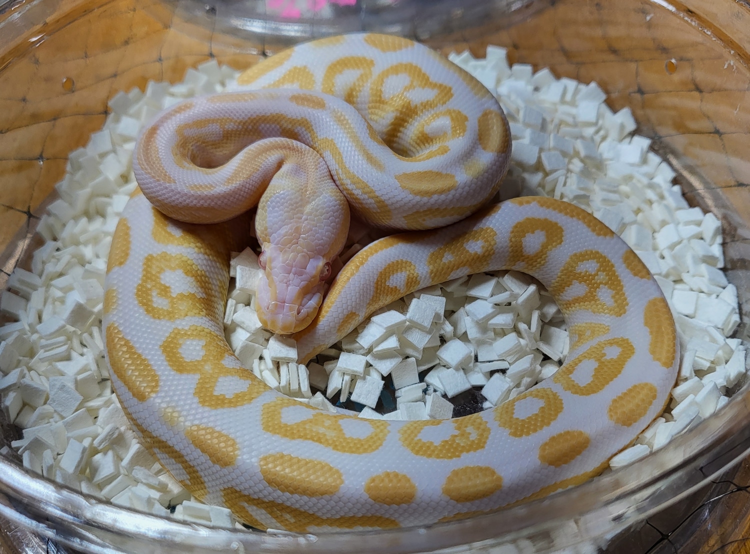Albino Black Pastel Ball Python by Shores Enuff Snakes - MorphMarket