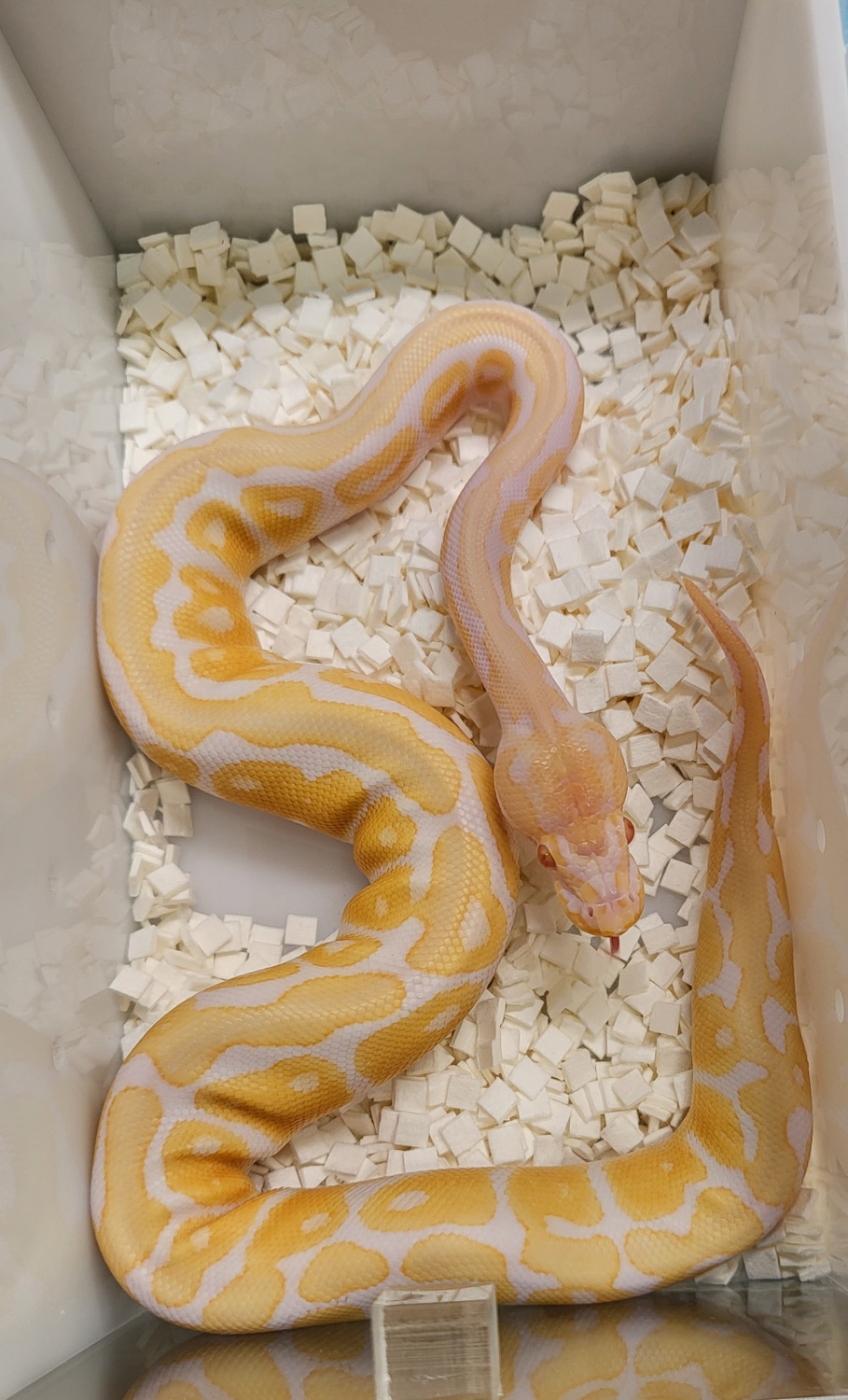 Albino Spotnose Ball Python by Shores Enuff Snakes - MorphMarket
