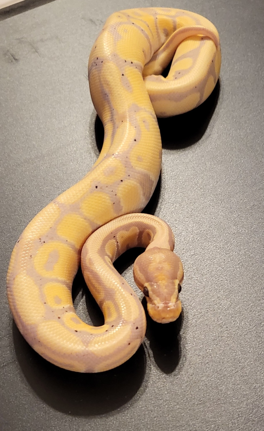 Banana Het Pied And Clown Ball Python by Shores Enuff Snakes - MorphMarket