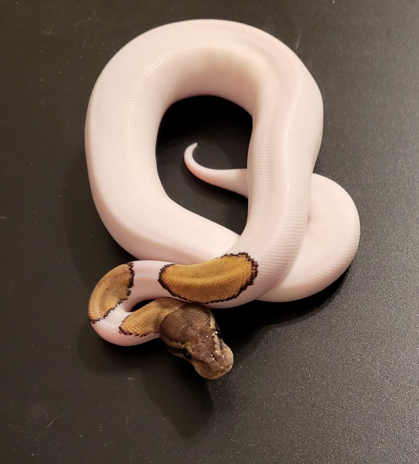 Pewter Pied Ball Python by Shores Enuff Snakes - MorphMarket
