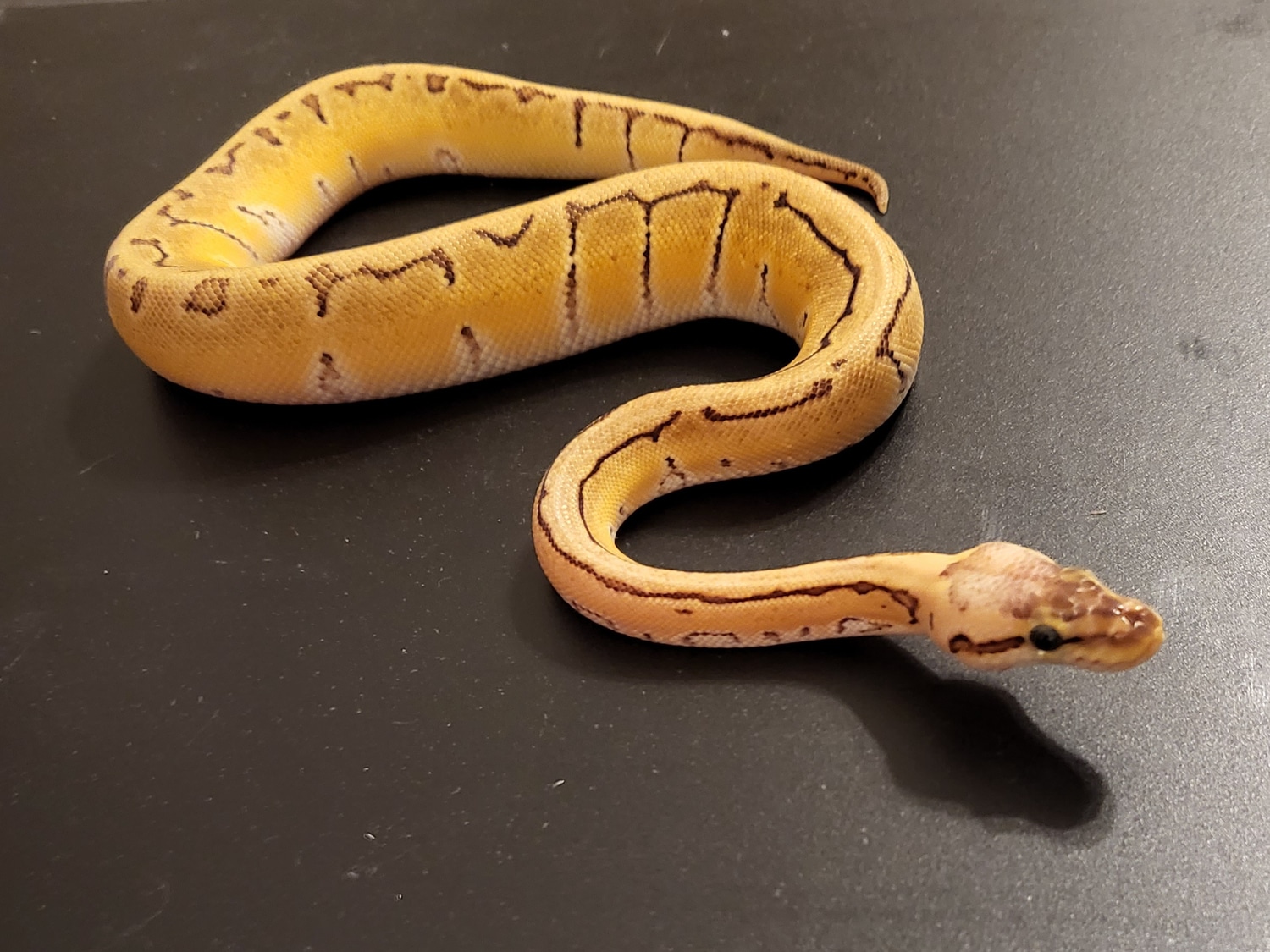 Pinstripe Enchi Het Pied Ball Python by Shores Enuff Snakes - MorphMarket