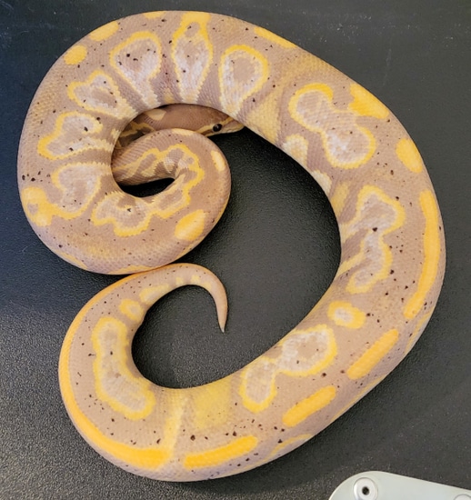 Black Pastel Banana Yellow Belly Ball Python by Shores Enuff Snakes