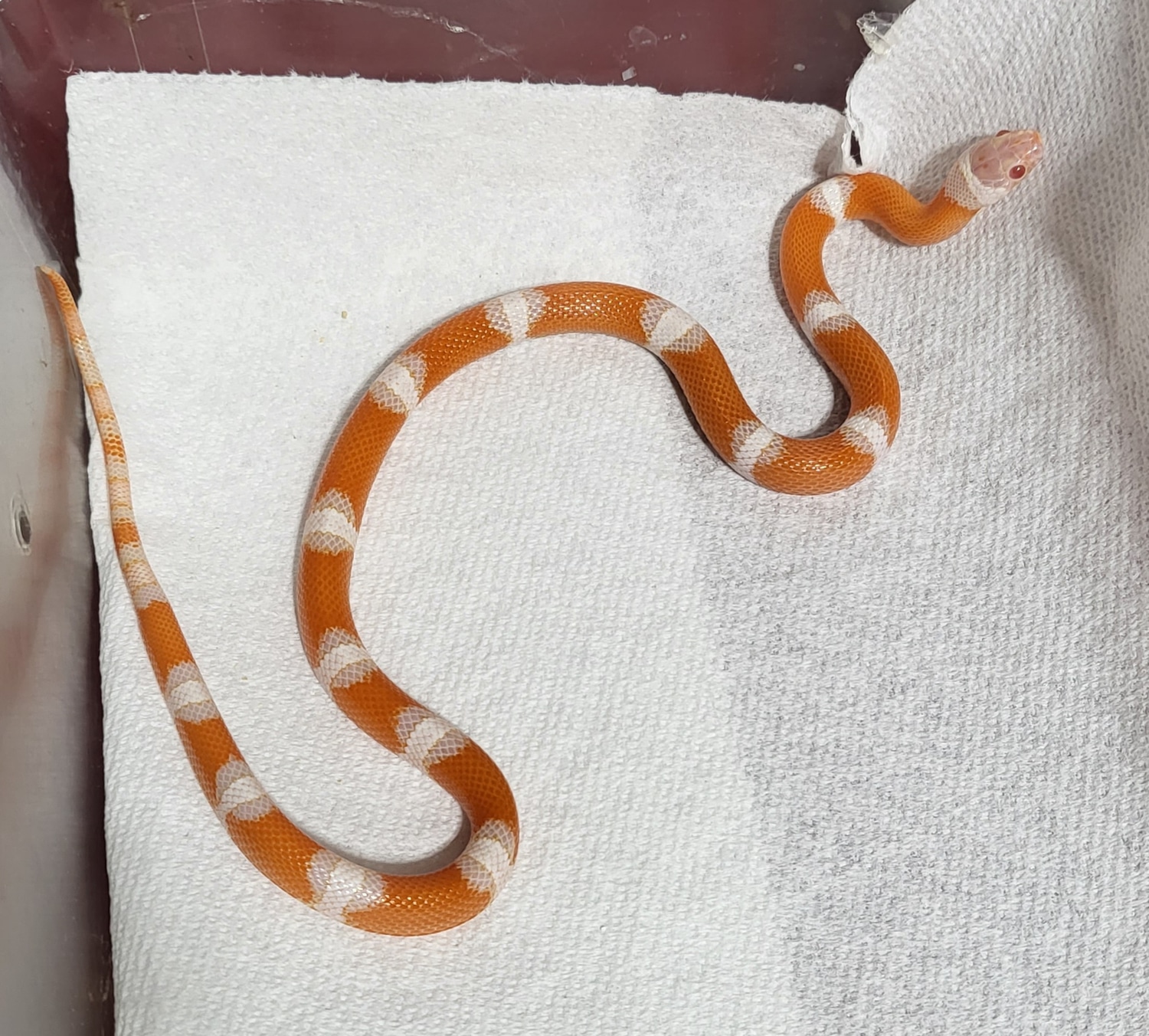 Albino Hypo Erythristic Sinaloan Milk Snake by Shores Enuff Snakes ...