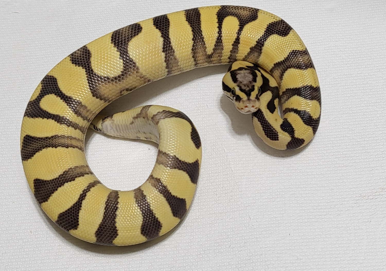 Pastel Enchi Yellow Belly Desert Ghost Ball Python by Shores Enuff ...
