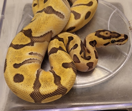 Shores Enuff Snakes - MorphMarket