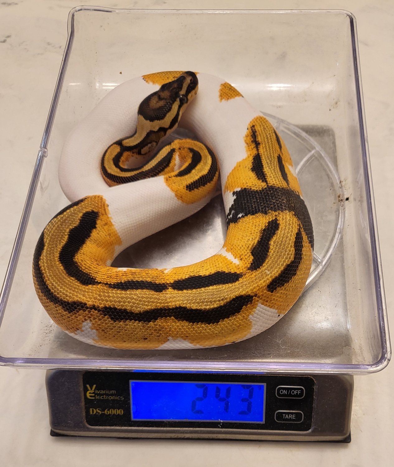 Orange Dream Yellow Belly Paradox Pied Ball Python by Shores Enuff ...