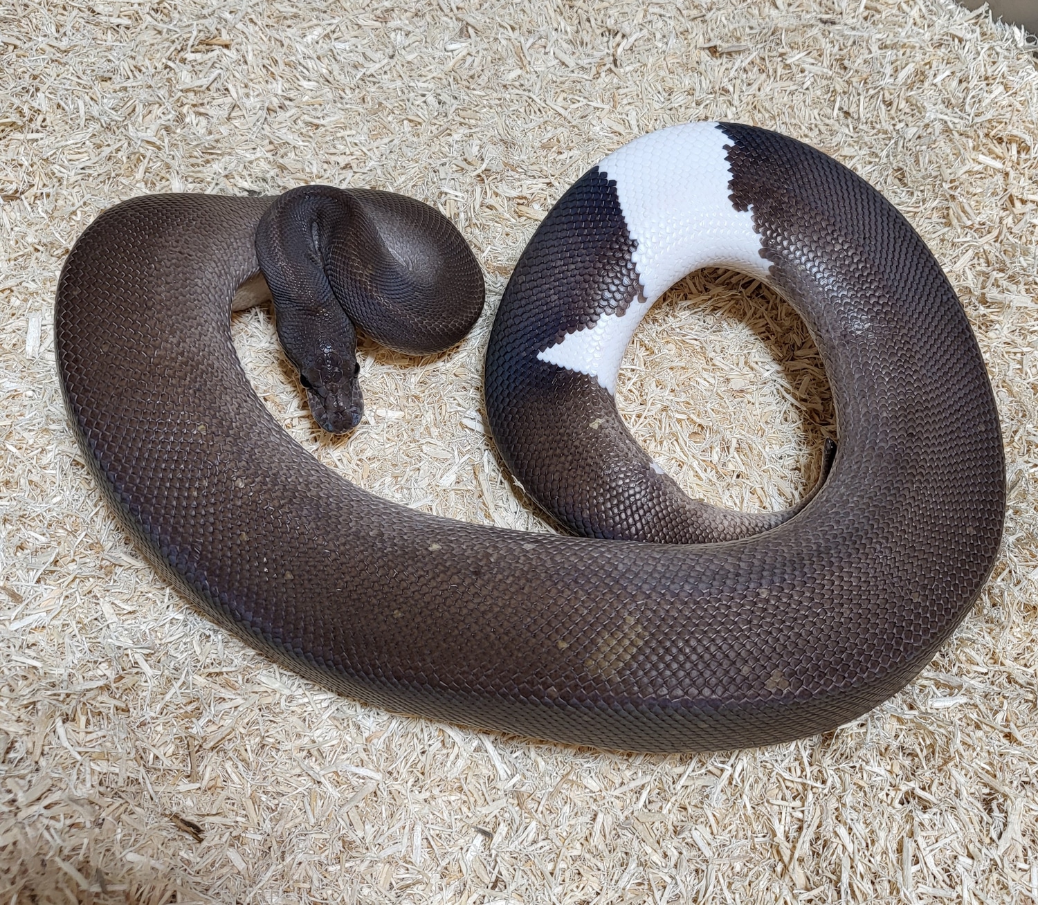 Super Black Pastel 100% Het Pied Ball Python by Shores Enuff Snakes ...