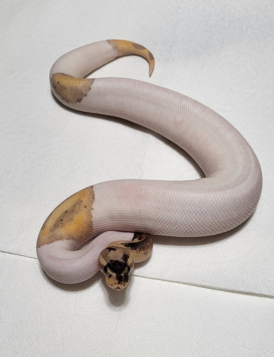Banana Paradox Pied Ball Python by Shores Enuff Snakes - MorphMarket