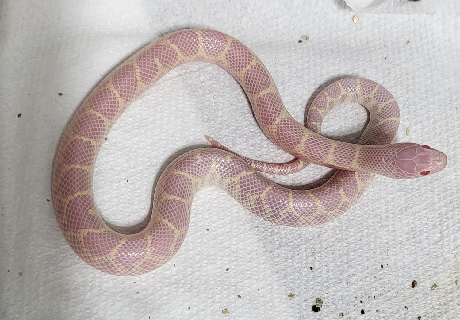Snow Desert Kingsnake by Shores Enuff Snakes - MorphMarket