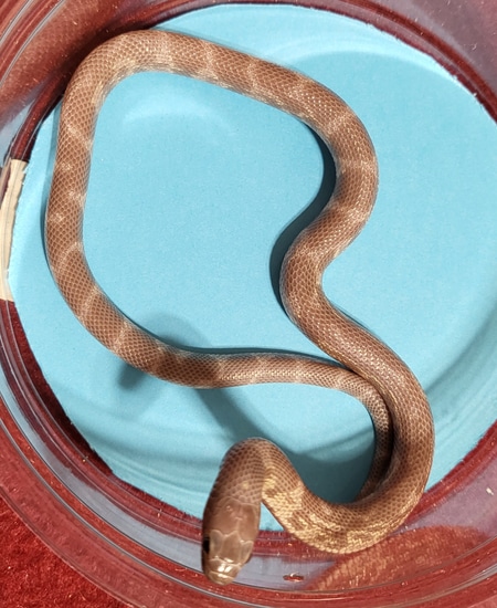 2022 Lavender Snow Female California Kingsnake by Shores Enuff Snakes