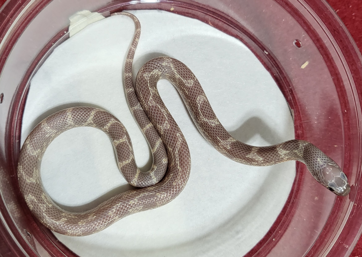 Lavender Snow California Kingsnake by Shores Enuff Snakes - MorphMarket